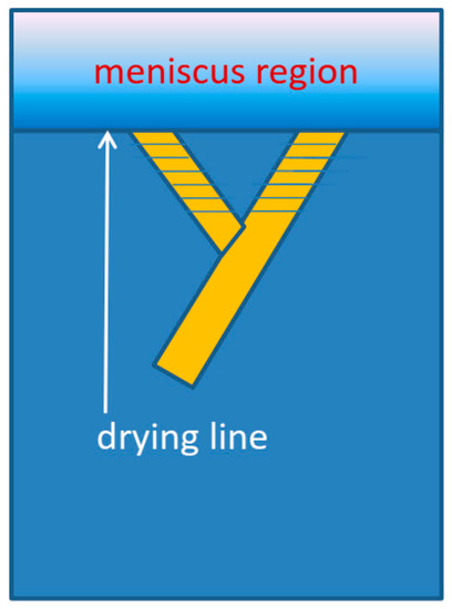 Molecules | Free Full-Text | Directional Crystallization of Conjugated ...