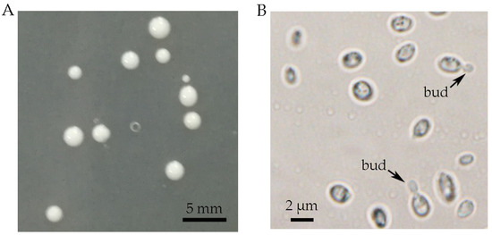 Purification of Polysaccharide Produced by the Haploid Yeast Strain of ...