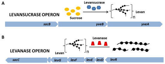 Recent Developments and Applications of Microbial Levan, A Versatile ...