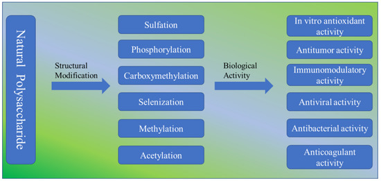 Structural Modification and Biological Activity of Polysaccharides