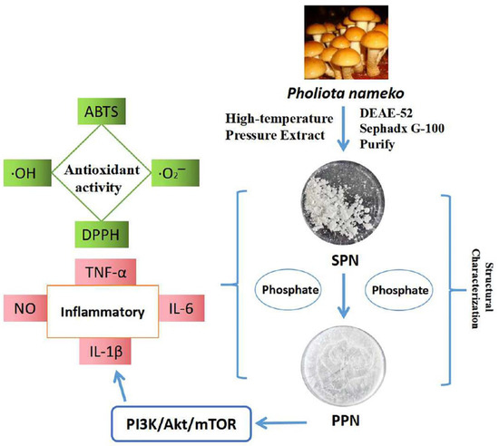 Structural Modification and Biological Activity of Polysaccharides