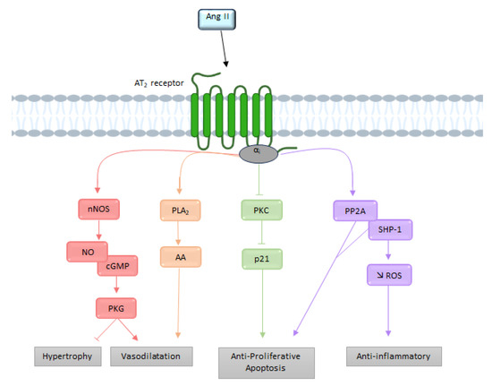 The AT1/AT2 Receptor Equilibrium Is a Cornerstone of the Regulation of ...
