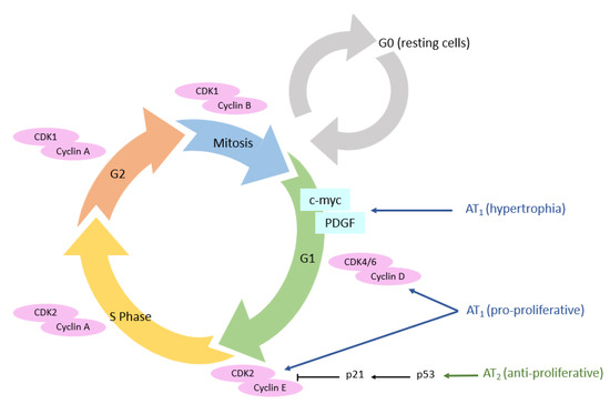 The AT1/AT2 Receptor Equilibrium Is a Cornerstone of the Regulation of ...