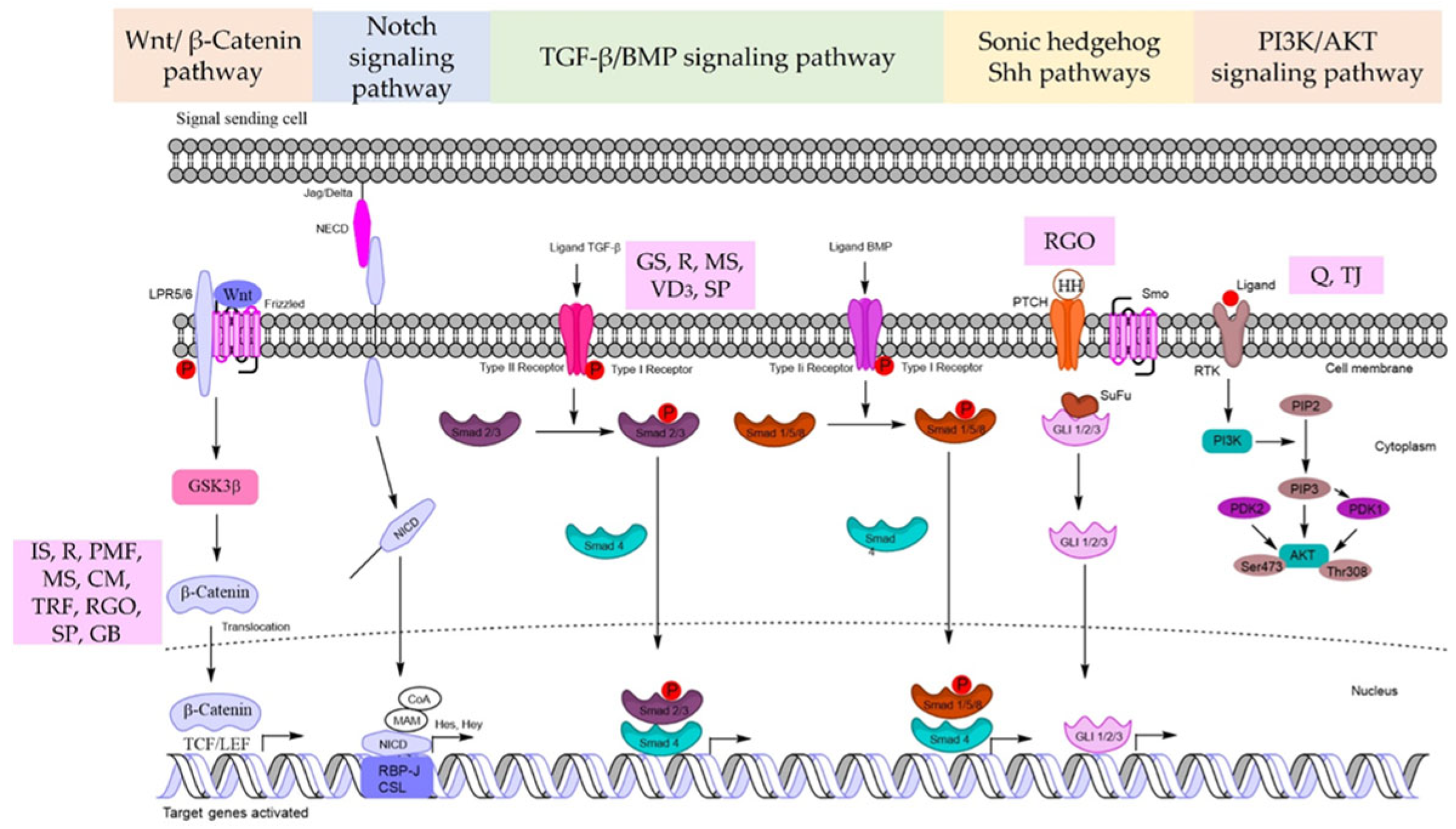 Potential Natural Products Regulation of Molecular Signaling Pathway in ...
