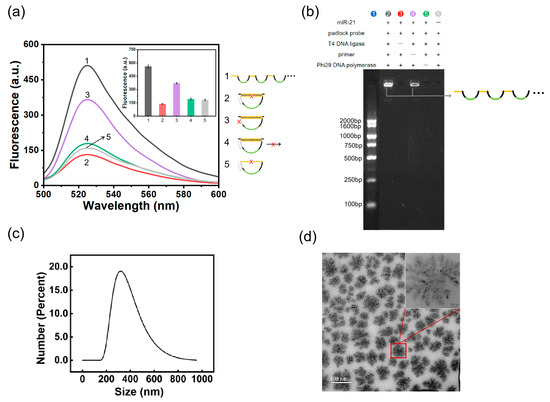 Combination of RCA and DNAzyme for Dual-Signal Isothermal Amplification ...
