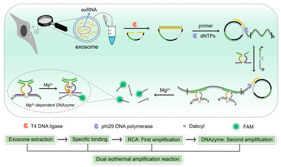 Combination of RCA and DNAzyme for Dual-Signal Isothermal Amplification ...