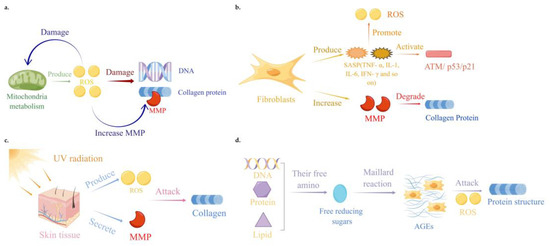 Research Progress on Skin Aging and Active Ingredients