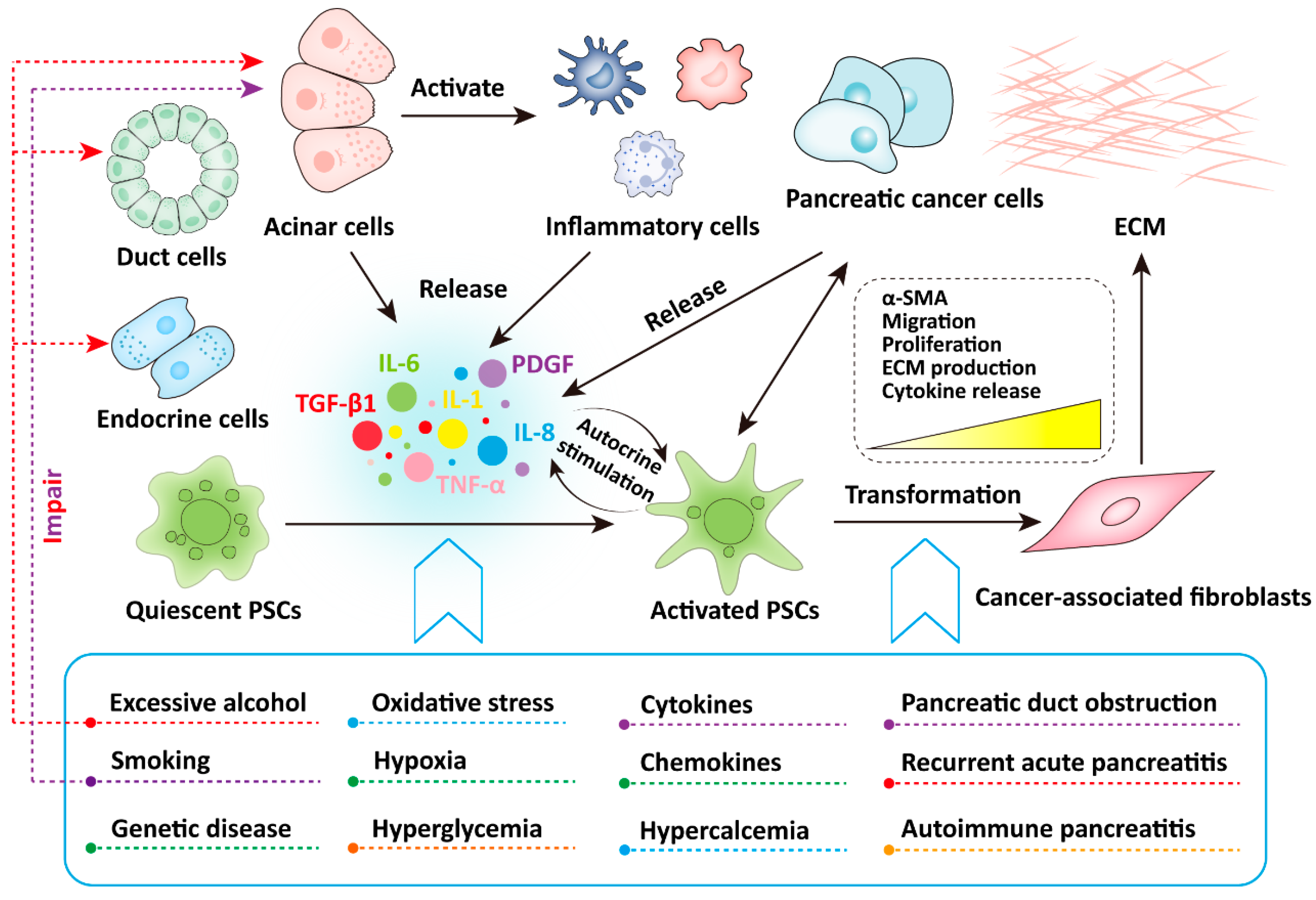 Pancreatic Stellate Cells and the Targeted Therapeutic Strategies in ...