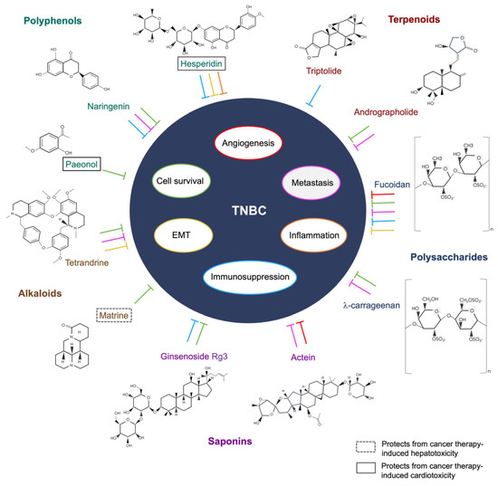 Natural-Product-Derived Adjunctive Treatments to Conventional Therapy ...