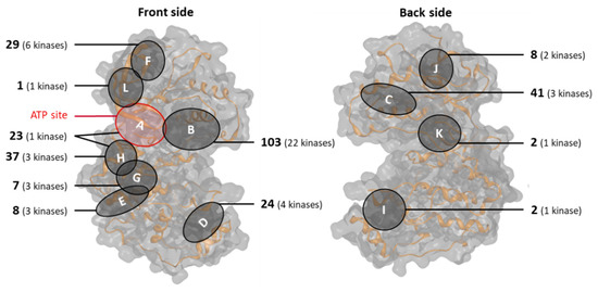 Systematic Analysis of Covalent and Allosteric Protein Kinase Inhibitors