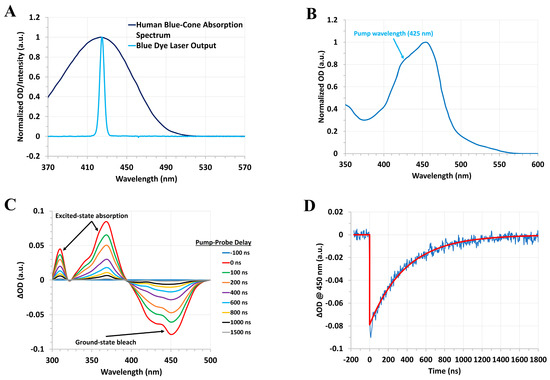 Ultrafast Transient Absorption Spectra and Kinetics of Rod and Cone ...