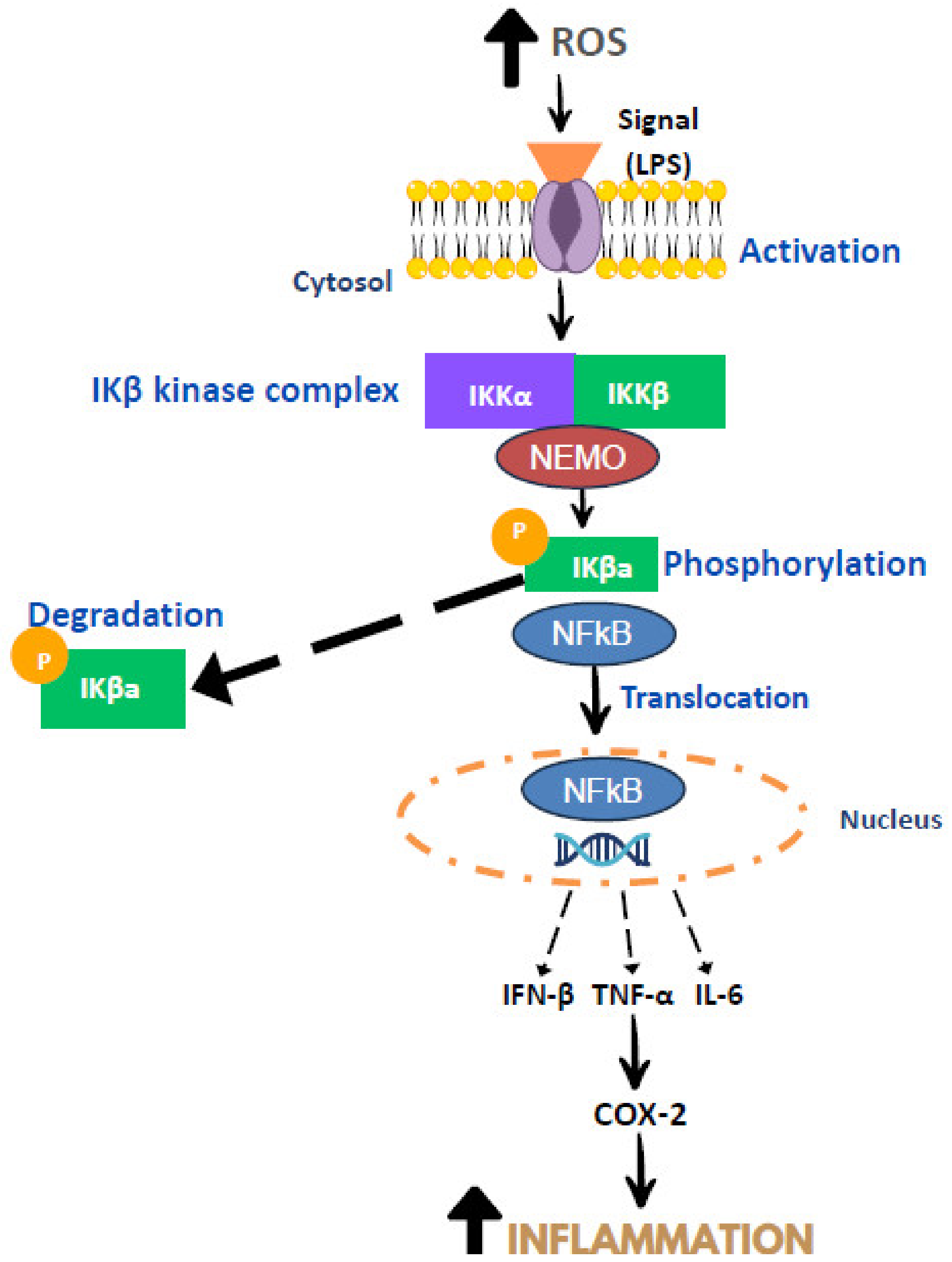 Molecules | Free Full-Text | Suppression of Inflamm-Aging by Moringa ...