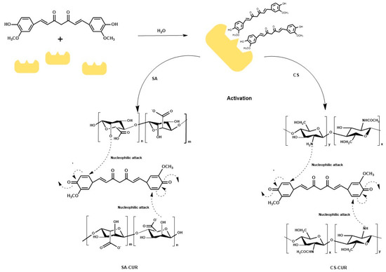 Curcumin–Sodium Alginate and Curcumin–Chitosan Conjugates as Drug ...