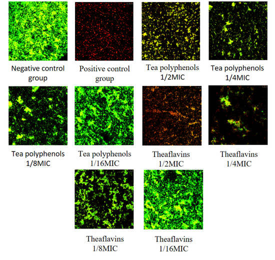 Effects of Tea Polyphenols and Theaflavins on Three Oral Cariogenic ...