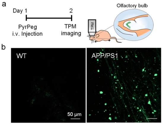 Molecules | Free Full-Text | Two-Photon Fluorescent Probes for Amyloid ...