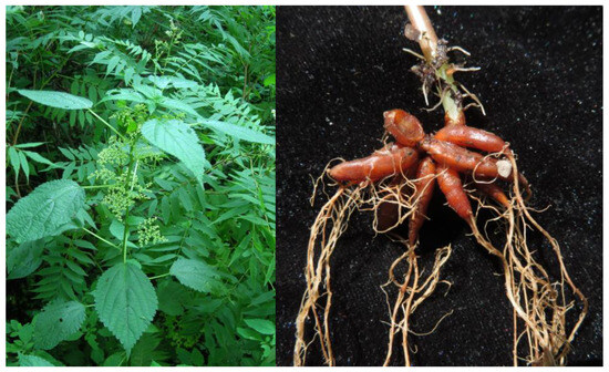 Screening the Extract of Laportea bulbifera (Sieb. et Zucc.) Wedd ...