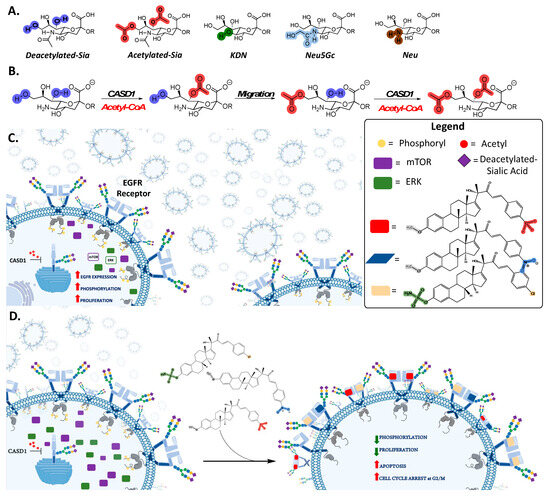 Deacetylated Sialic Acid Sensitizes Lung and Colon Cancers to Novel ...