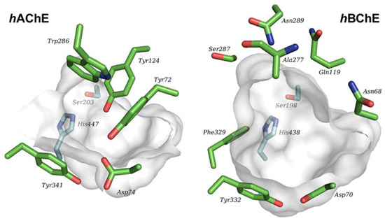 New Advances in the Exploration of Esterases with PET and Fluorescent ...