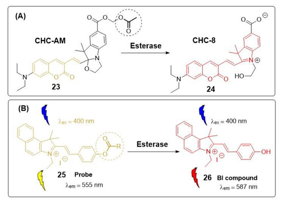 New Advances in the Exploration of Esterases with PET and Fluorescent ...