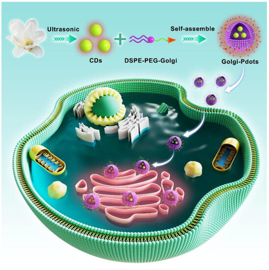 The Preparation of Golgi Apparatus-Targeted Polymer Dots Encapsulated ...
