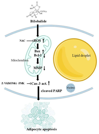 Bilobalide Induces Apoptosis in 3T3-L1 Mature Adipocytes through ROS ...