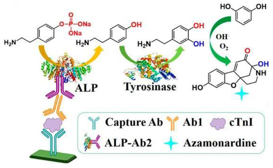 Overview on the Development of Alkaline-Phosphatase-Linked Optical ...
