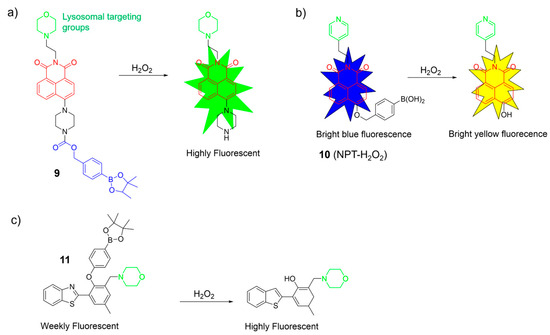 Recent Development of Lysosome-Targeted Organic Fluorescent Probes for ...