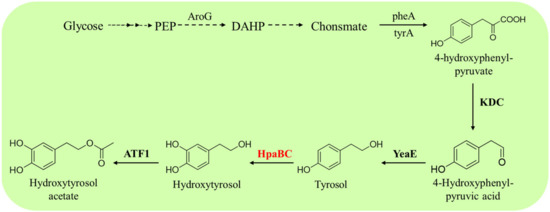Advances in 4-Hydroxyphenylacetate-3-hydroxylase Monooxygenase