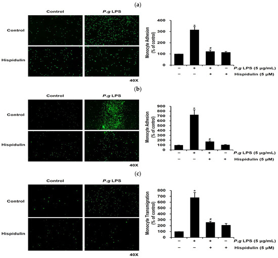 Hispidulin Inhibits the Vascular Inflammation Triggered by ...