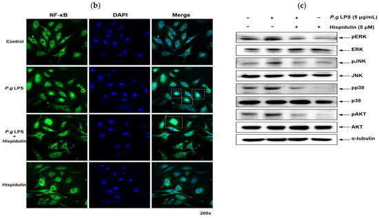 Hispidulin Inhibits the Vascular Inflammation Triggered by ...