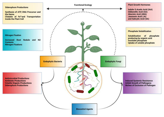 Bacterial and Fungal Biocontrol Agents for Plant Disease Protection ...