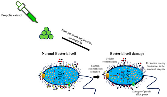 Sustainable Applications of Nanopropolis to Combat Foodborne Illnesses
