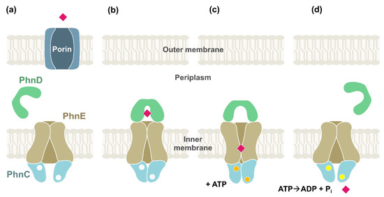 The Microbial Degradation of Natural and Anthropogenic Phosphonates
