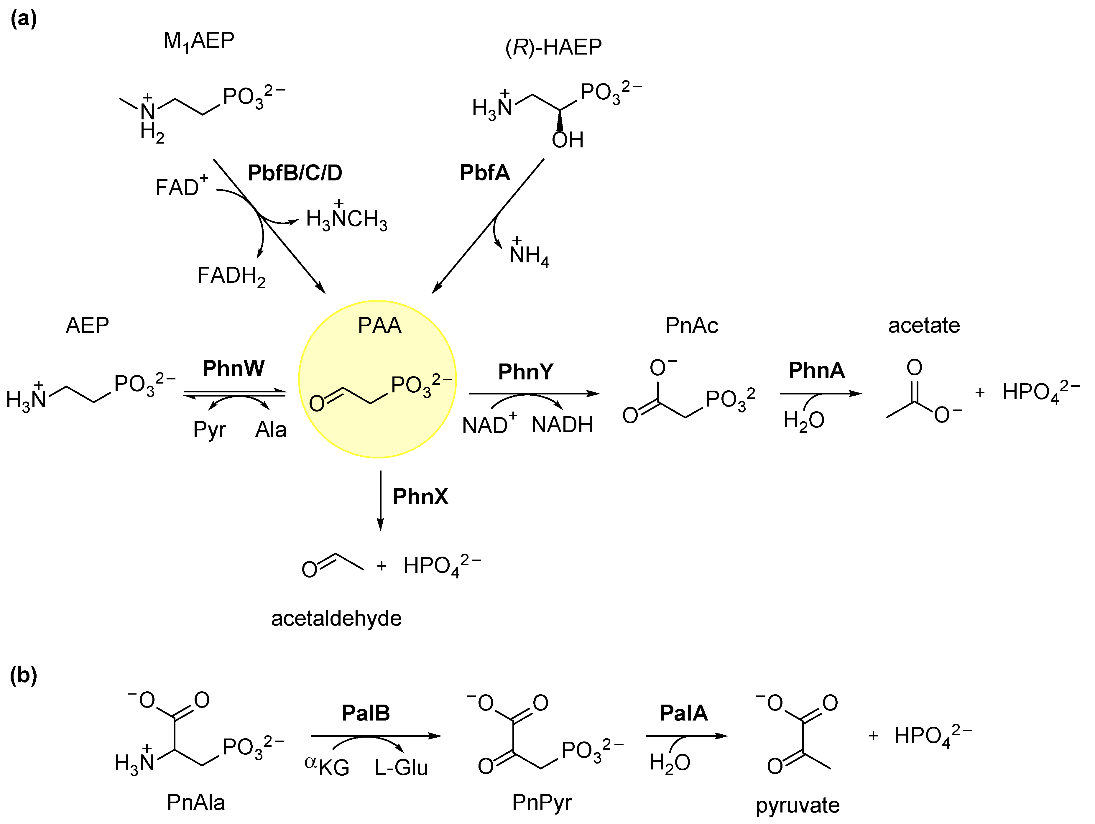 The Microbial Degradation of Natural and Anthropogenic Phosphonates