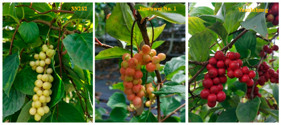 Analysis of Volatile Components in Dried Fruits and Branch Exudates of ...