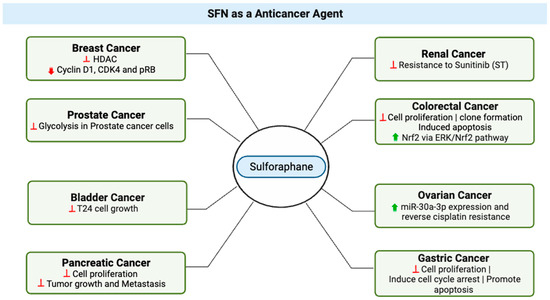 Sulforaphane’s Multifaceted Potential: From Neuroprotection to Anticancer Action