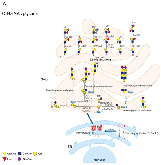 Mucin Glycans: A Target for Cancer Therapy