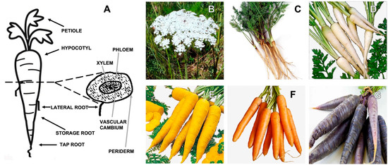 Chemical Composition, Functional and Anticancer Properties of Carrot