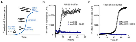The Green Tea Polyphenol Epigallocatechin-Gallate (EGCG) Interferes ...