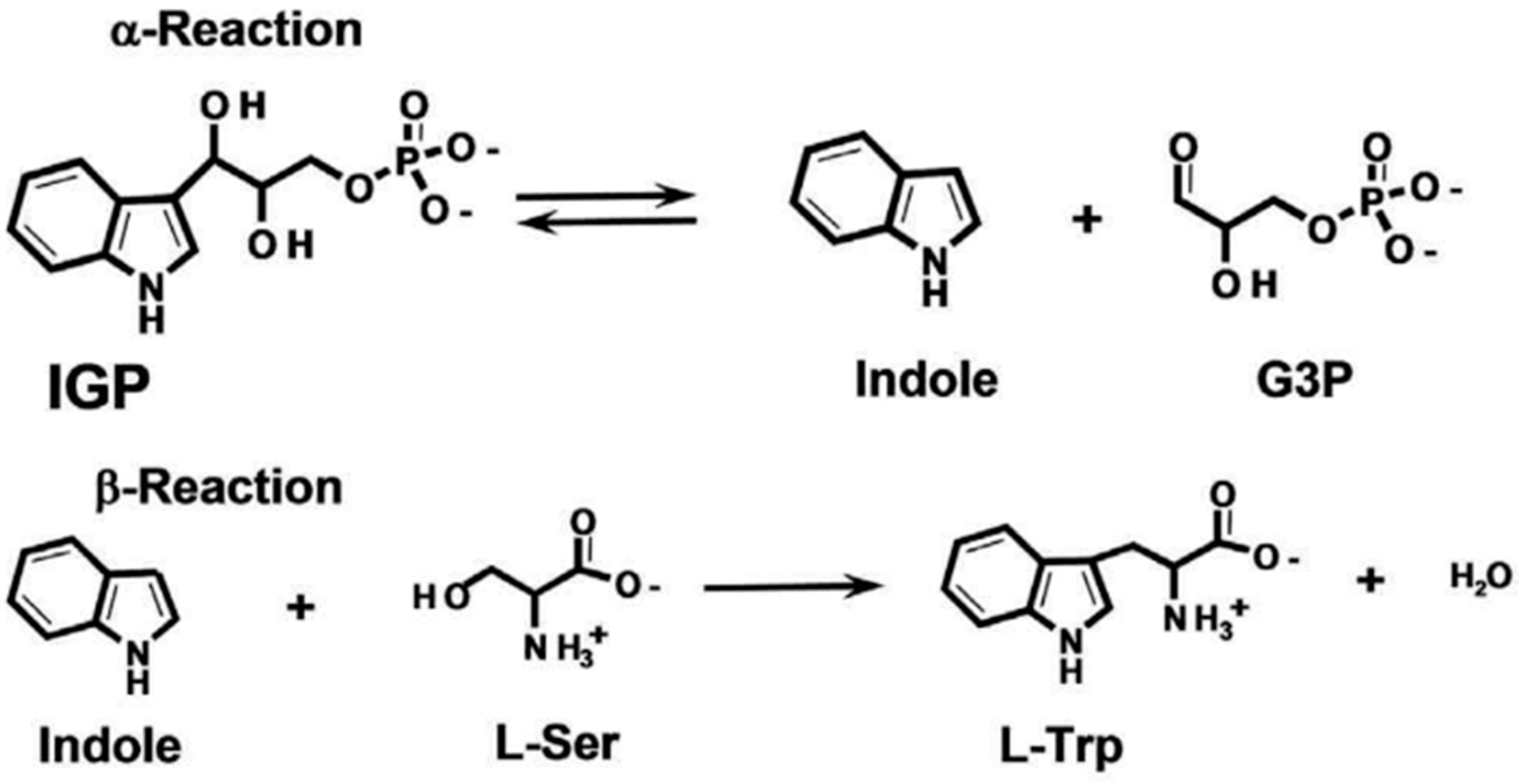 Improving the Activity of Tryptophan Synthetase via a Nucleic Acid Scaffold