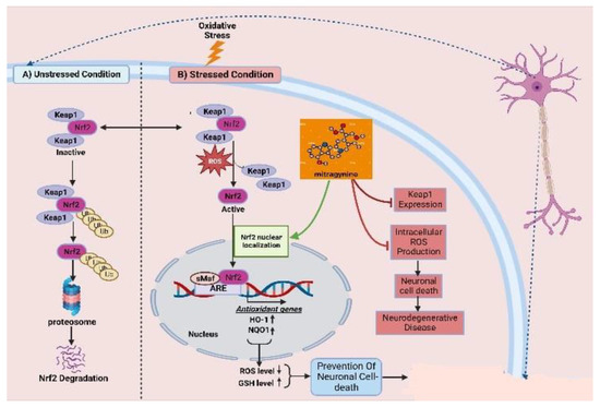 A Critical Review of the Neuropharmacological Effects of Kratom: An ...