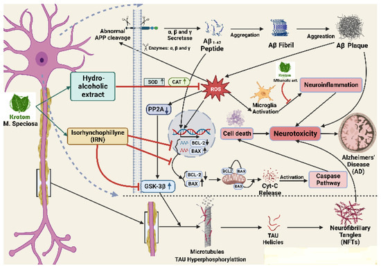 A Critical Review of the Neuropharmacological Effects of Kratom: An ...
