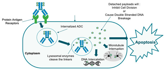Antibody–Drug Conjugates (ADC) in HER2/neu-Positive Gynecologic Tumors