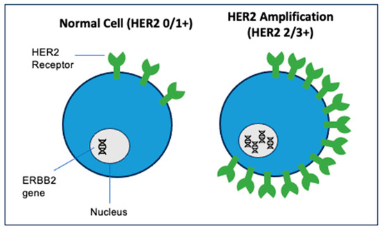 Molecules | Free Full-Text | Antibody–Drug Conjugates (ADC) in HER2/neu ...
