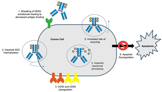 Antibody–Drug Conjugates (ADC) in HER2/neu-Positive Gynecologic Tumors
