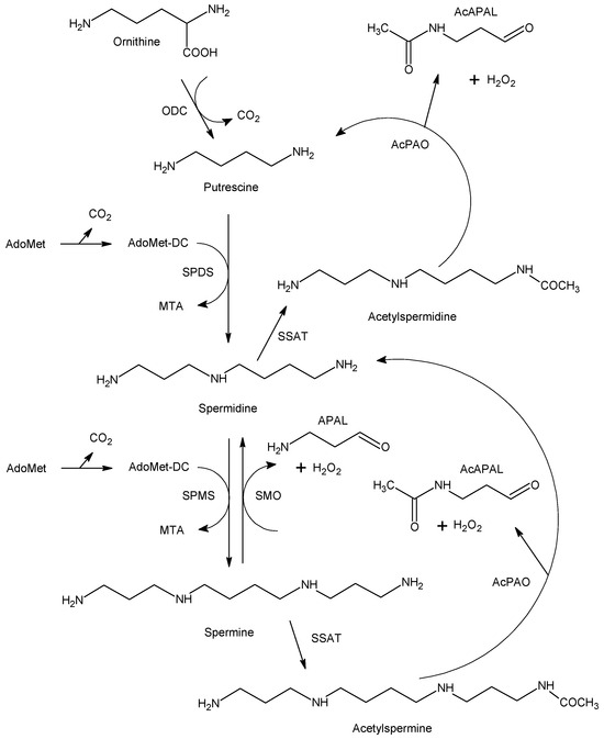 Polyamine-Derived Aminoaldehydes and Acrolein: Cytotoxicity, Reactivity ...
