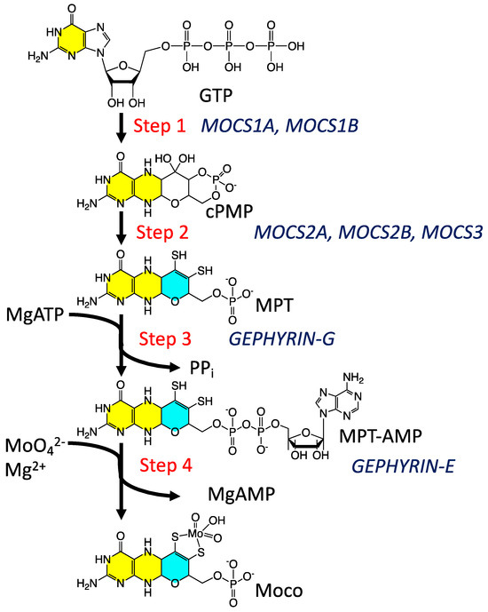 Advancing Our Understanding of Pyranopterin-Dithiolene Contributions to Moco Enzyme Catalysis