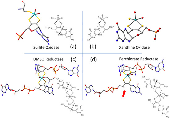 Advancing Our Understanding of Pyranopterin-Dithiolene Contributions to ...