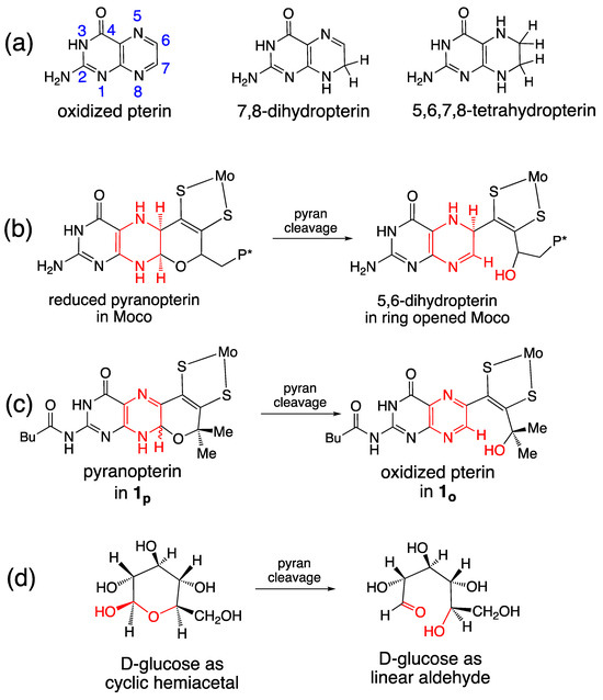 Advancing Our Understanding of Pyranopterin-Dithiolene Contributions to Moco Enzyme Catalysis
