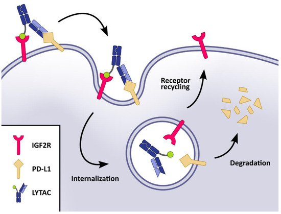 IGF2 Peptide-Based LYTACs for Targeted Degradation of Extracellular and Transmembrane Proteins